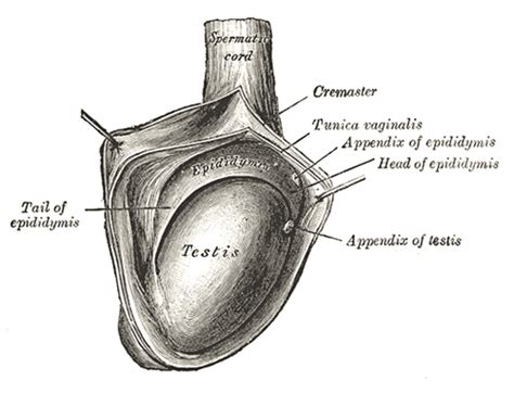 Appendix Of The Testis Libre Pathology