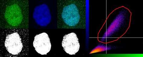 Patch Processing Imagej Script For Determining Nucleuscytoplasm Ratio