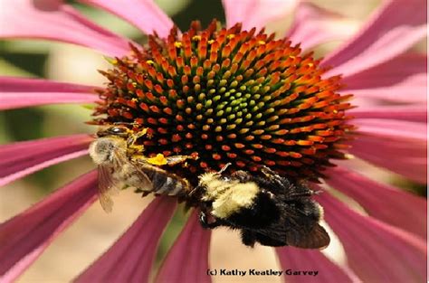 Archive Microbial Transmission And Influence On Pollinator Health Events University Of