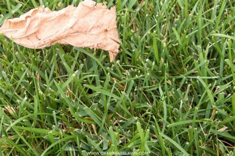 Lawn Rust Identification And Prevention What Are The Signs CrabgrassLawn
