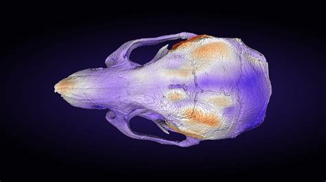Biostatistics Bioinformatics Czech Centre For Phenogenomics