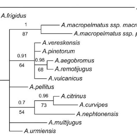 Fifty Percent Majority Rule Consensus Tree Derived From Analysis Of The