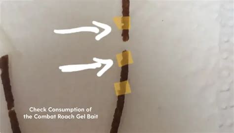 How Long Does Combat Roach Bait Gel Last Check Here Apb
