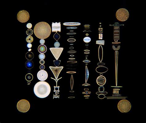 Large Single Owner Collection Mollers Diatom Microscope Slides