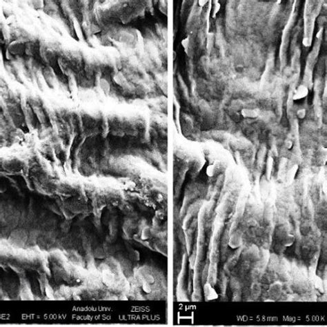Scanning Electron Micrographs Sem Of Fruit Surface Of C Siifolium