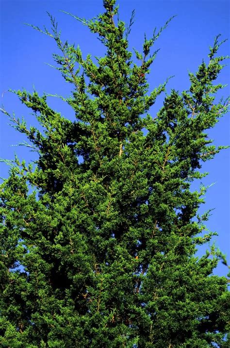 Buy Eastern Red Cedar For Sale Online Direct Native Plants