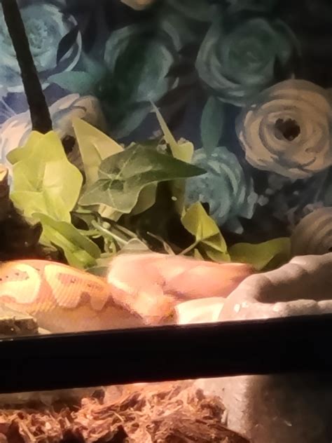 Nsfw Why Does He Always Go To The Tail To Eat First Its Quite Frustrating R Ballpython