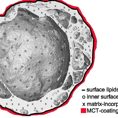 Schematic Illustration Of An Extrudate Based On A Microtomography Image