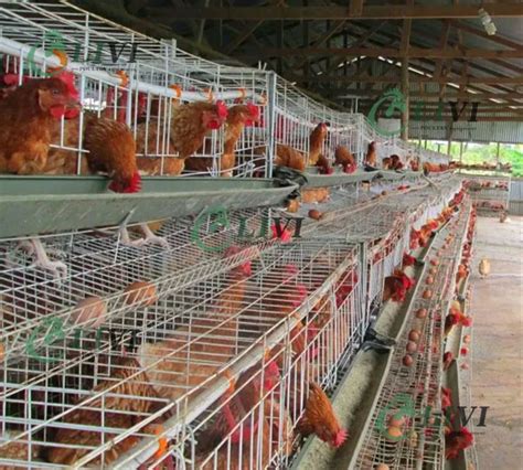 Automatic Poultry Cages 3 Tier A Type Egg Layer Chicken Cage System In