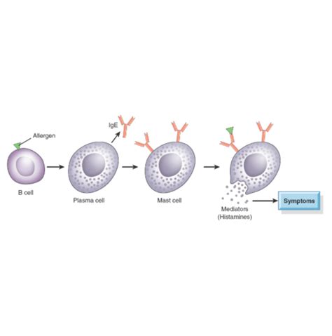 N3 Test 3 Mod 3 Hypersensitivity Lupus Rheumatoid Arthritis