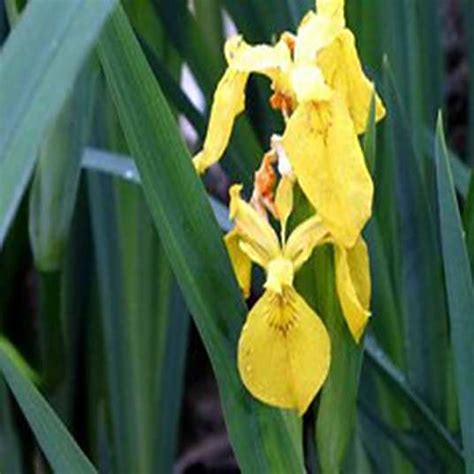 Iris Maackii（鸢尾科植物） 百度百科