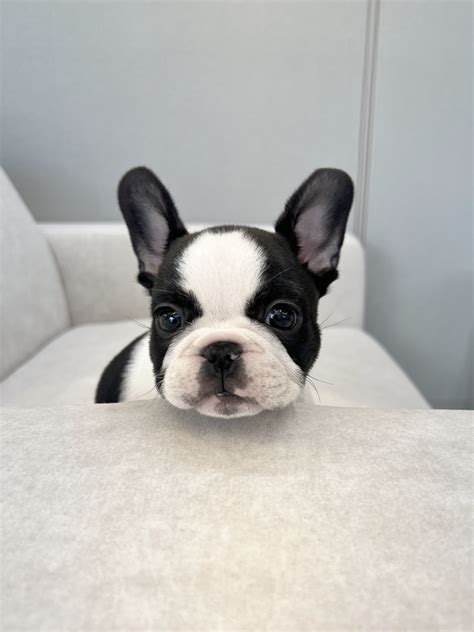 프렌치불독코드시흥점 강아지분양고양이분양 오독안심분양센터위탁센터인천광주대구시흥