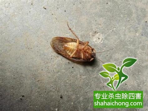 宾馆行业蟑螂的侵害情况 怎么样如何消灭蟑螂 行业资讯 除四害消杀灭虫网