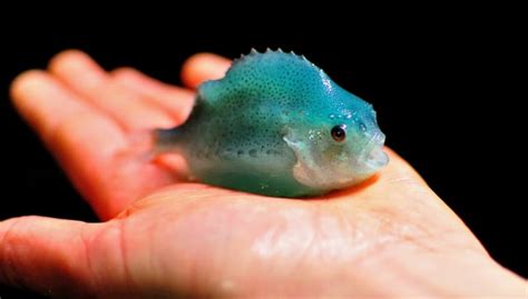 🫧mermay Day 15🫧lump Fish Rmoemorphism