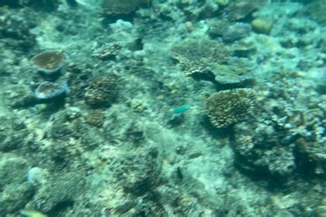 줌줌 후기 오즈투어 케언즈 낭만이 가득 그레이트 베리어 리프 리프매직 크루즈영어 배소