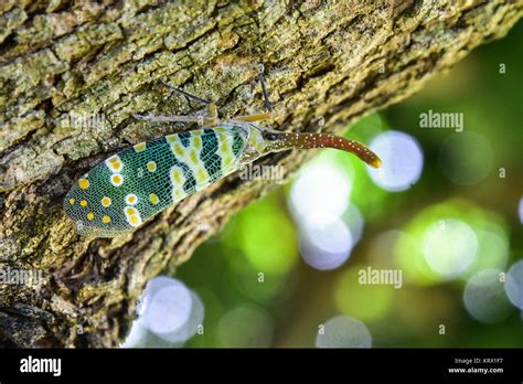 Lantern Flies Tree Hi Res Stock Photography And Images Alamy