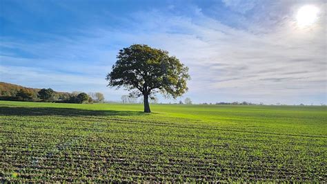 Tree Field Sowing Single Free Photo On Pixabay