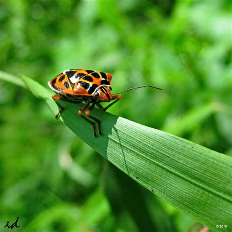 Indonesian Bugs And Others Stink Bug From Dago Pakar