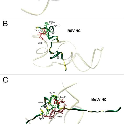 Structural features of HIV RSV and MuLV nucleocapsid proteinsΨ RNA Download High
