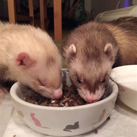What Do Ferrets Eat A Complete Guide To Their Diet