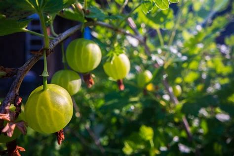 Premium Photo Ripe Juicy Gooseberry Garden Fruit Bush Beautiful