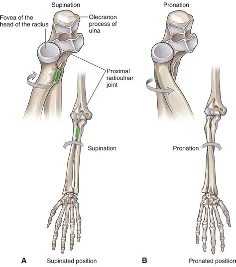Proximal Radioulnar Joint