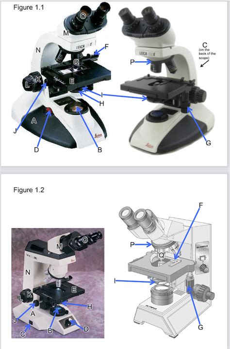 Aandp Lab Practical 1 Microscope Diagram Quizlet