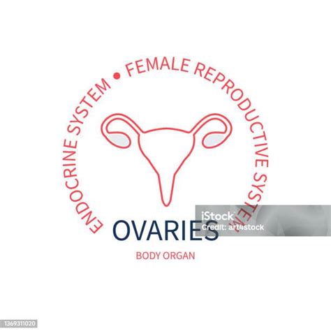 รังไข่ต่อมไร้ท่อและระบบสืบพันธุ์เพศหญิงสัญลักษณ์อวัยวะของร่างกาย ภาพประกอบสต็อก ดาวน์โหลดรูป