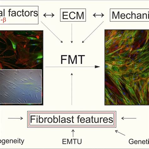 Factors Affecting Fibroblast To Myofibroblast Transition During Airway Download Scientific
