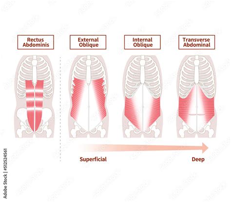Anatomy Of The Abdominal Muscle Group Muscle Illustration Set Stock
