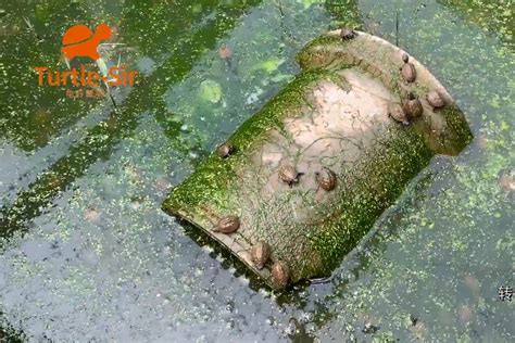 被乌龟咬了怎么松口比如黄缘龟或者蛋龟龟谷鳖老 凤凰网视频 凤凰网