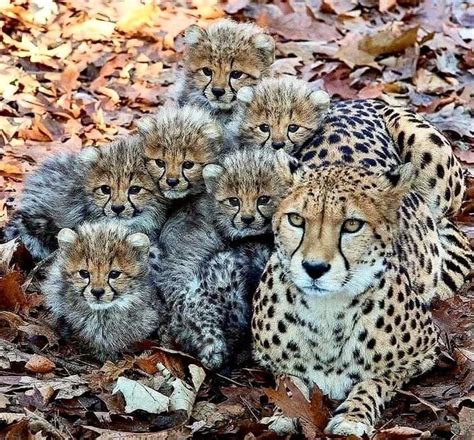 большое коты мама гепард котэ прикольные картинки с кошками смешные картинки и