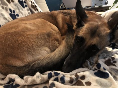 Sweet Coco 5 Yo Love Bug With The Longest Tail 😂 R Belgianmalinois