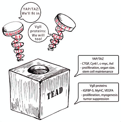 Cartoon Depicting The Interaction Among Yaptaz Vgll Proteins And
