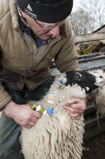 Sheep Farming Farmer Injecting Swaledale Sheep Editorial Stock Photo Stock Image Shutterstock