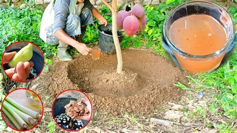 What Is The Best Fertilizer For Mango Tree At Susan Callahan Blog