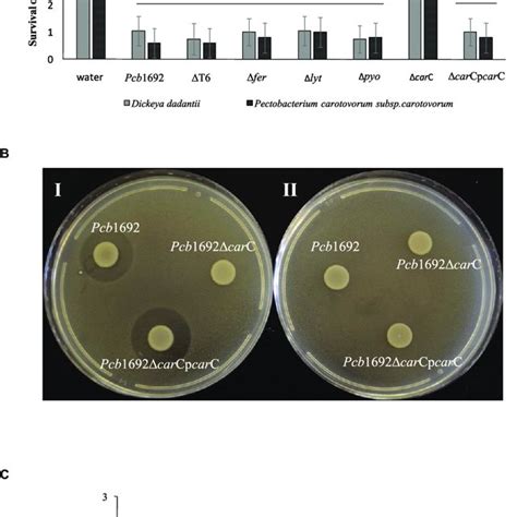 Bacteriocin Production By Strains Of Pectobacterium Carotovorum Download Scientific Diagram