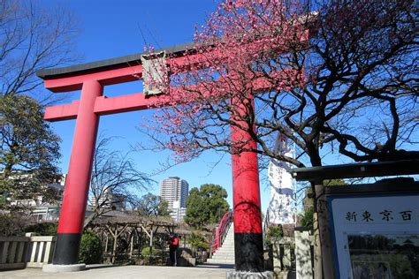 亀戸天神社鳥居と天神に縁深い梅の花亀戸天神社東京都江東区 八百万の神