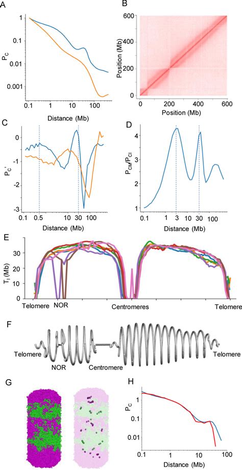 hi c data analysis and polymer model of barley metaphase chromosomes