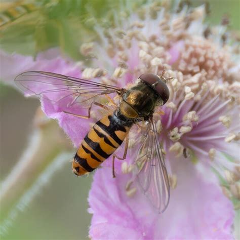 Premium Photo Hoverfly Feeding On Wildflower Nectar
