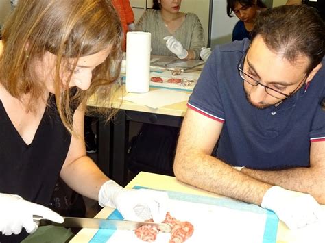 Prof Ellen Kuhl From Stanford University Is Visiting The Fau Brainiacs