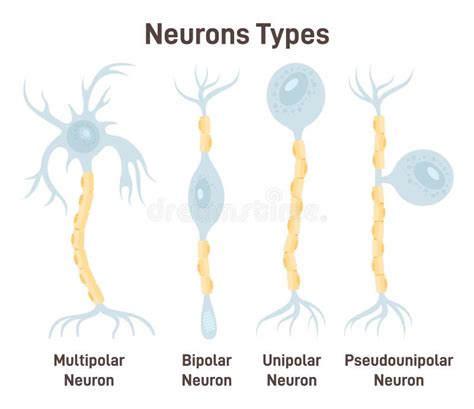 Neuronio Unipolar Vs Pseudounipolar