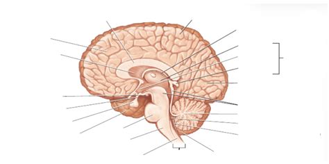 Brain Part 1 Diagram Quizlet