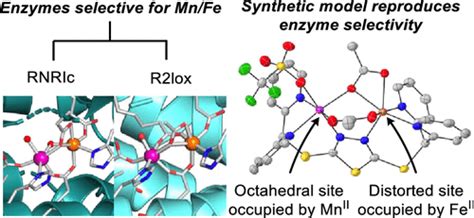 Site Differentiated MnIIFeII Complex Reproducing The Selective Assembly Of Biological
