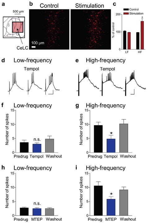 Synaptically Evoked Increase Of Mitochondrial Superoxide And Modulation