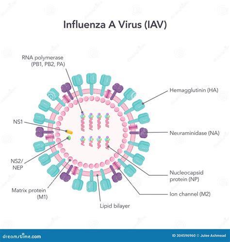 Diagram Of Influenza Virus Particle Structure Vector Illustration 106407634