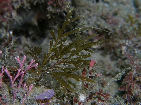 波左間海中公園 生物図鑑 ヘラヤハズ