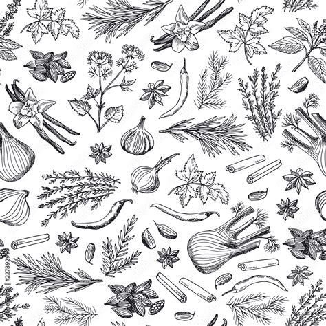 Vector Hand Drawn Herbs And Spices Background Or Pattern Illustration