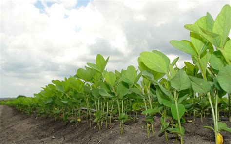 Preparan 35 Mil Hectáreas Para Siembra De Soya • Panorama Agrario