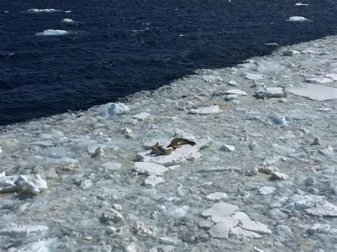 小记者 神秘 南极